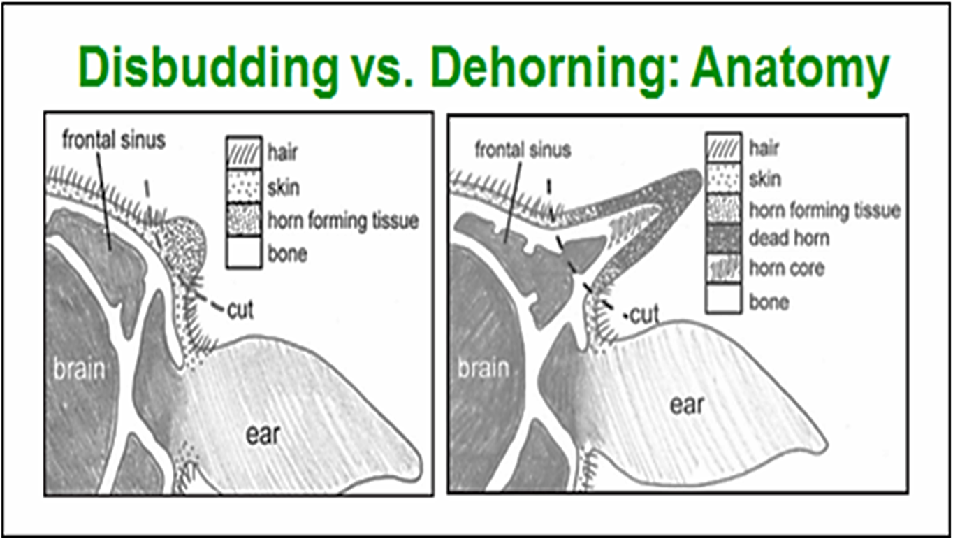 Lab 4 Coruectomy - How do you perform a cornuectomy?